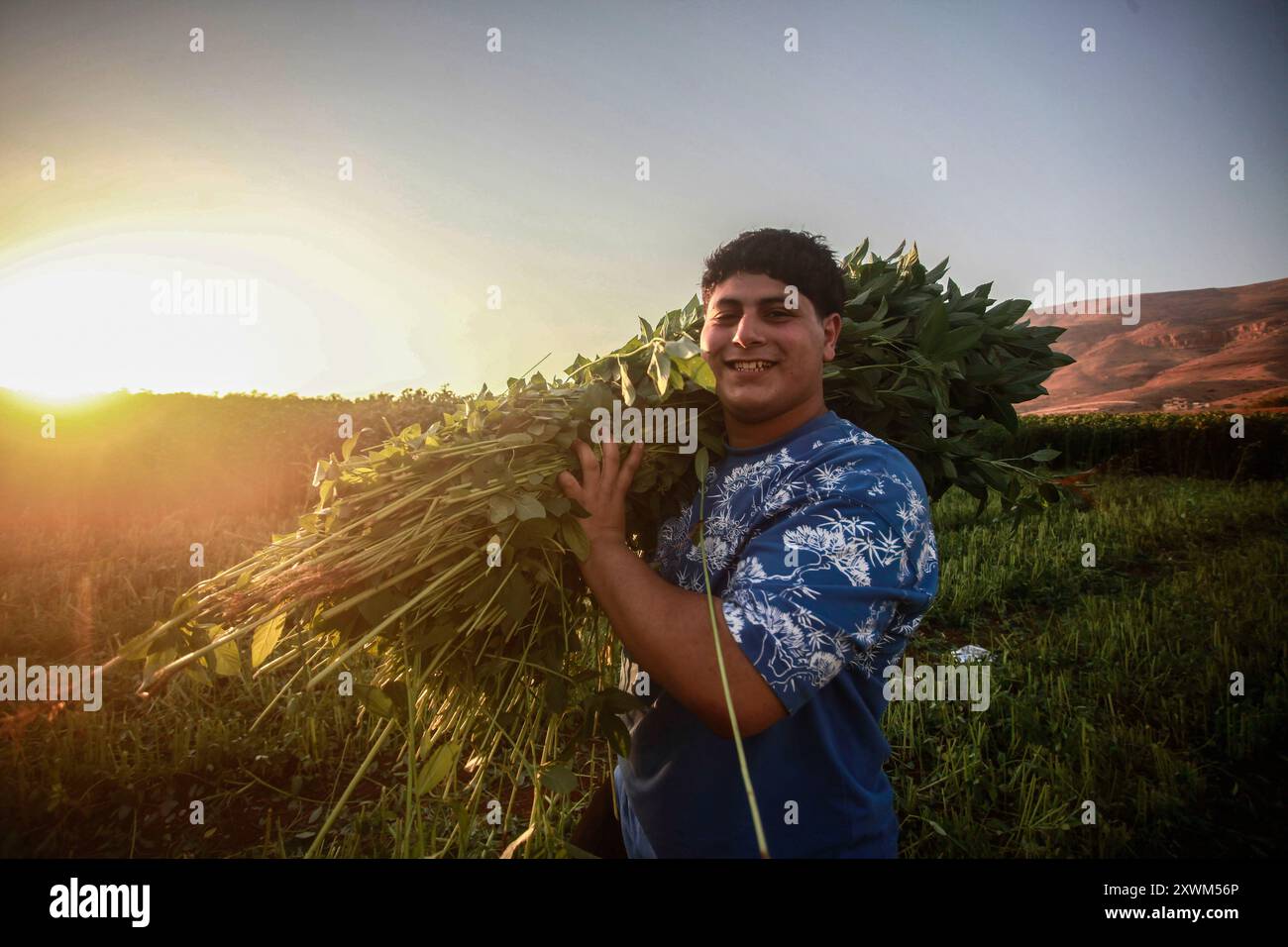 Palestinian carries the fruits of the Molokhia plant after harvesting ...