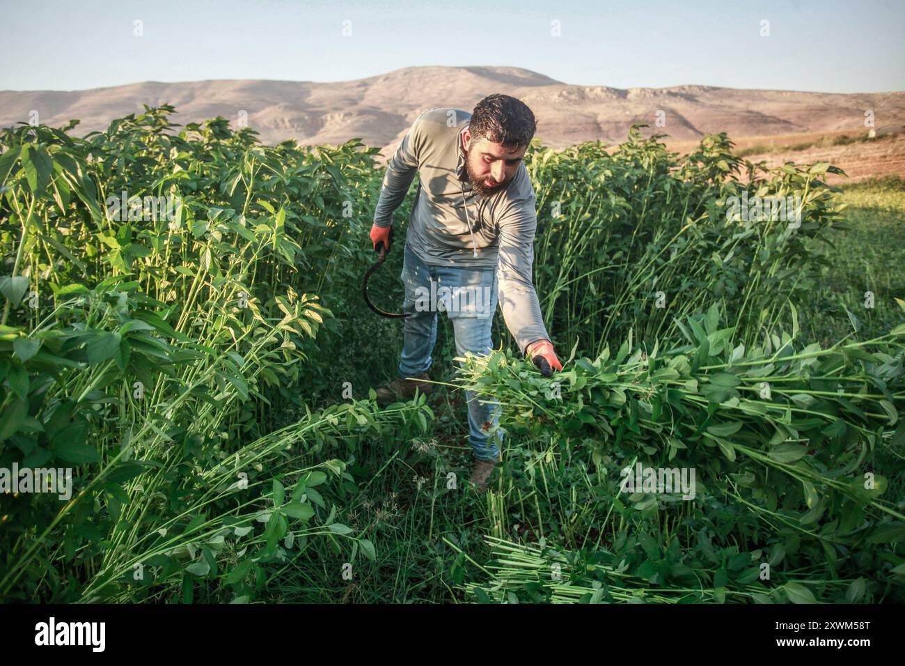 Palestinian picks the fruits of the Molokhia plant in the town of ...