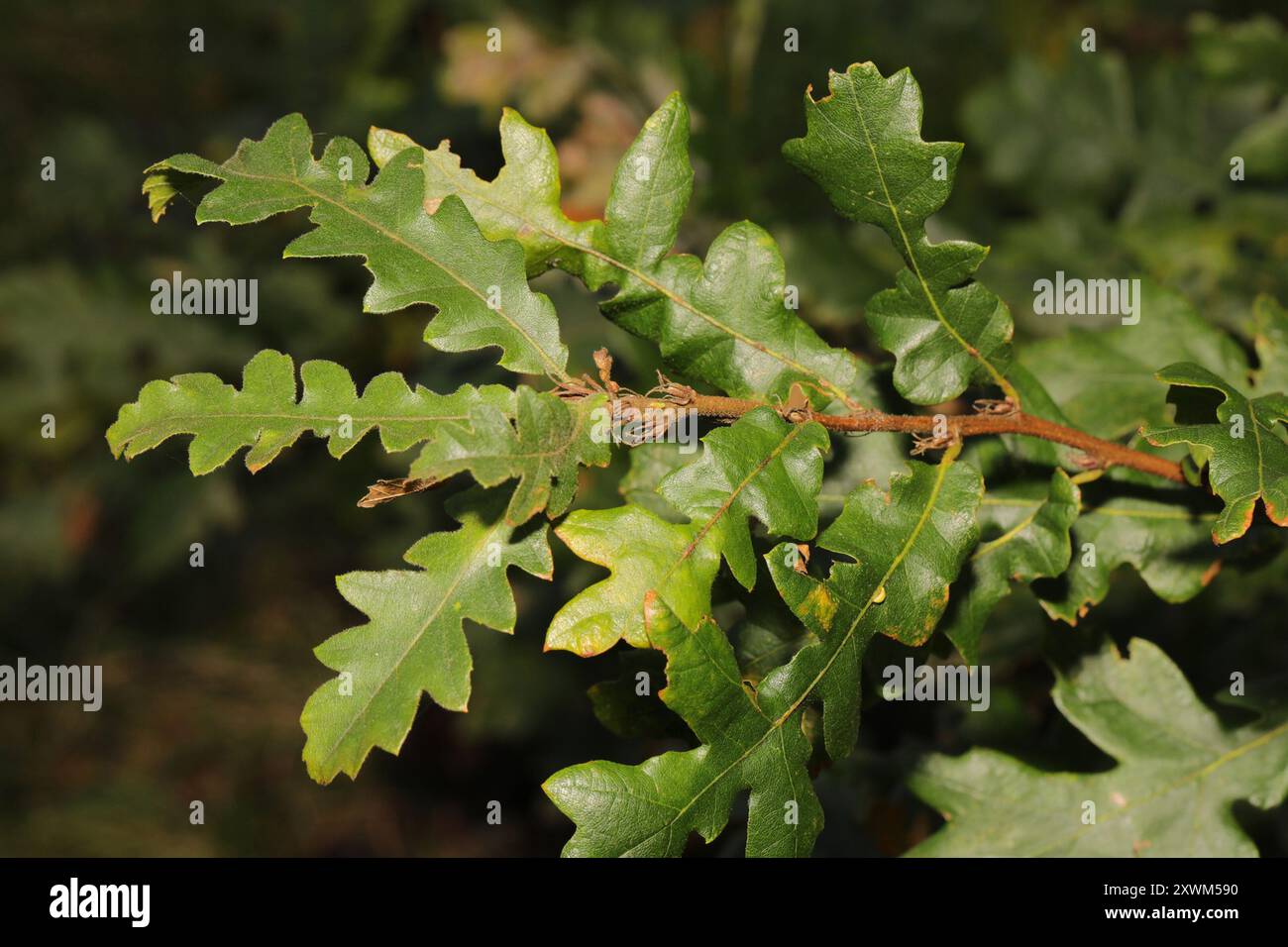 Turkey Oak (Quercus cerris) Plantae Stock Photo - Alamy
