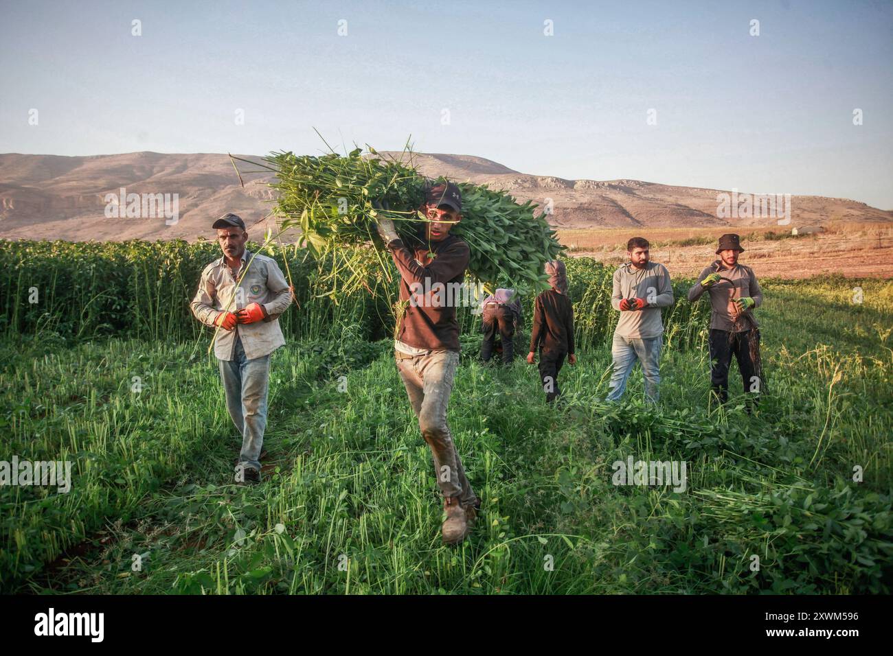 Palestinians carry the fruits of the Molokhia plant after picking them ...