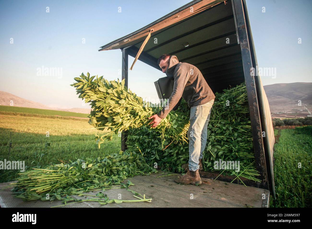 Palestinian carries the fruits of the Molokhia plant after harvesting ...