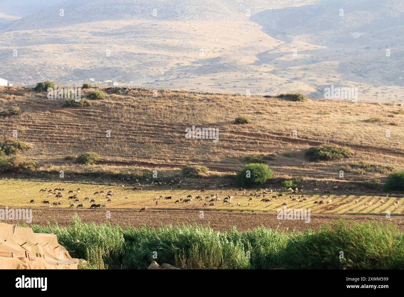 Town of nasariya hi-res stock photography and images - Alamy