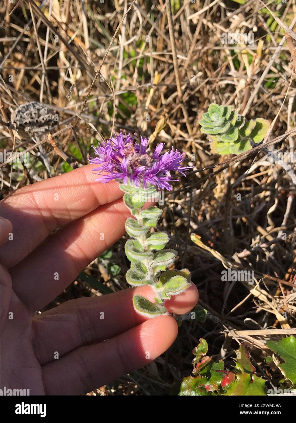 San Francisco coyote mint (Monardella villosa franciscana) Plantae ...