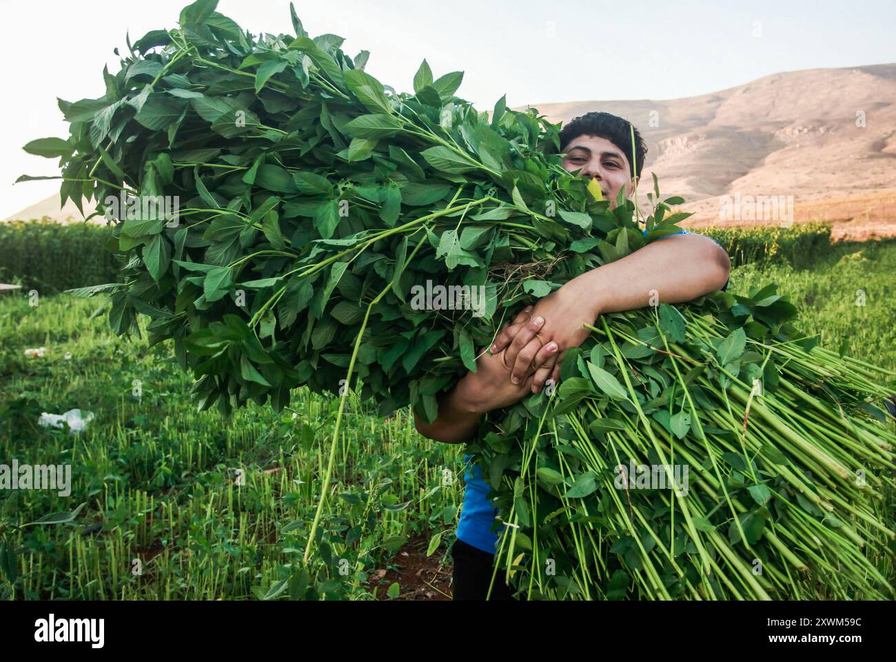 Palestinian carries the fruits of the Molokhia plant after harvesting ...