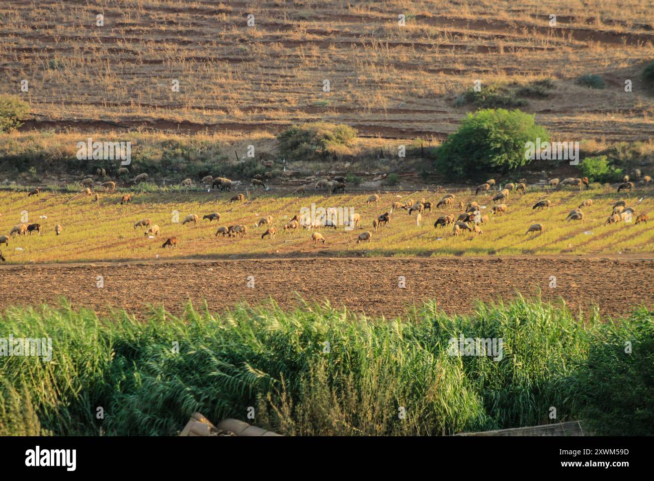 Town of nasariya hi-res stock photography and images - Alamy