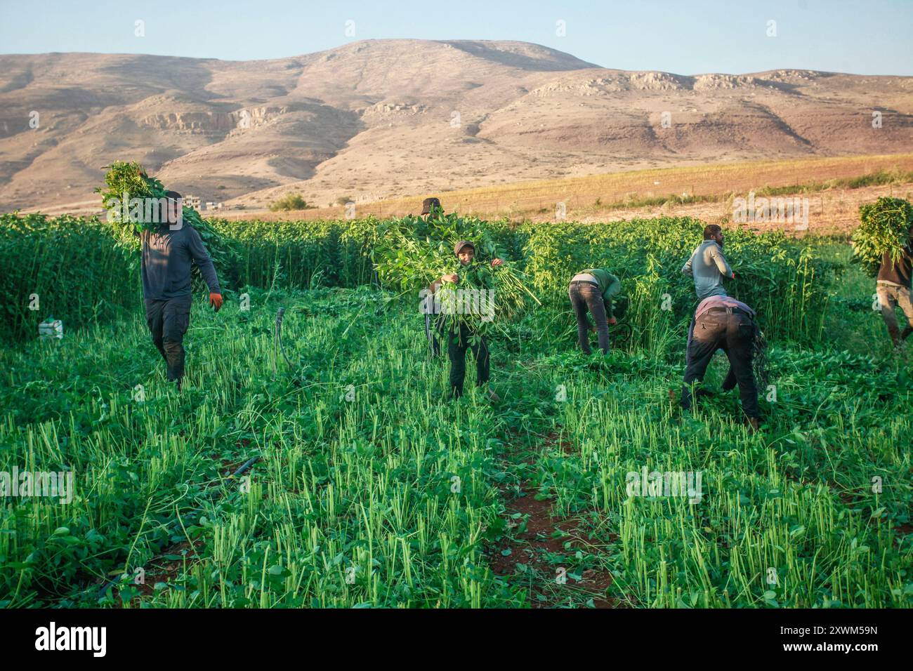 Palestinians pick the fruits of the Molokhia plant in the town of ...