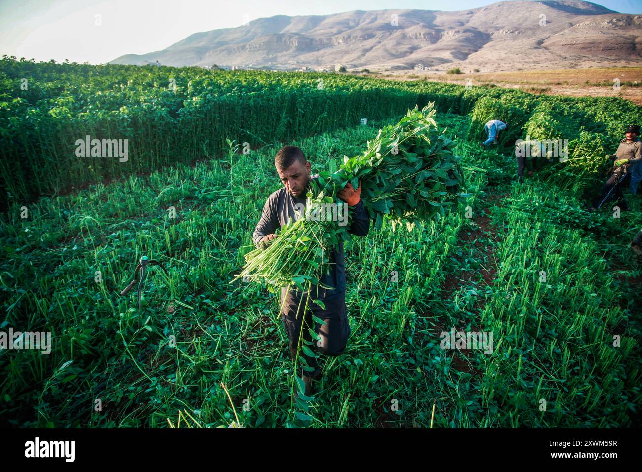 Palestinian carries the fruits of the Molokhia plant after harvesting ...