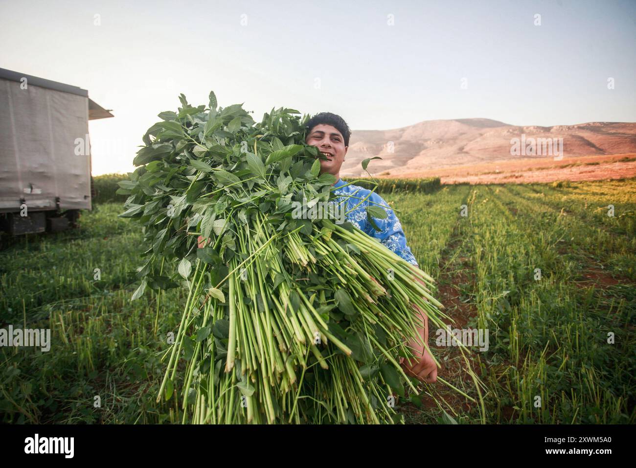 Palestinian carries the fruits of the Molokhia plant after harvesting ...