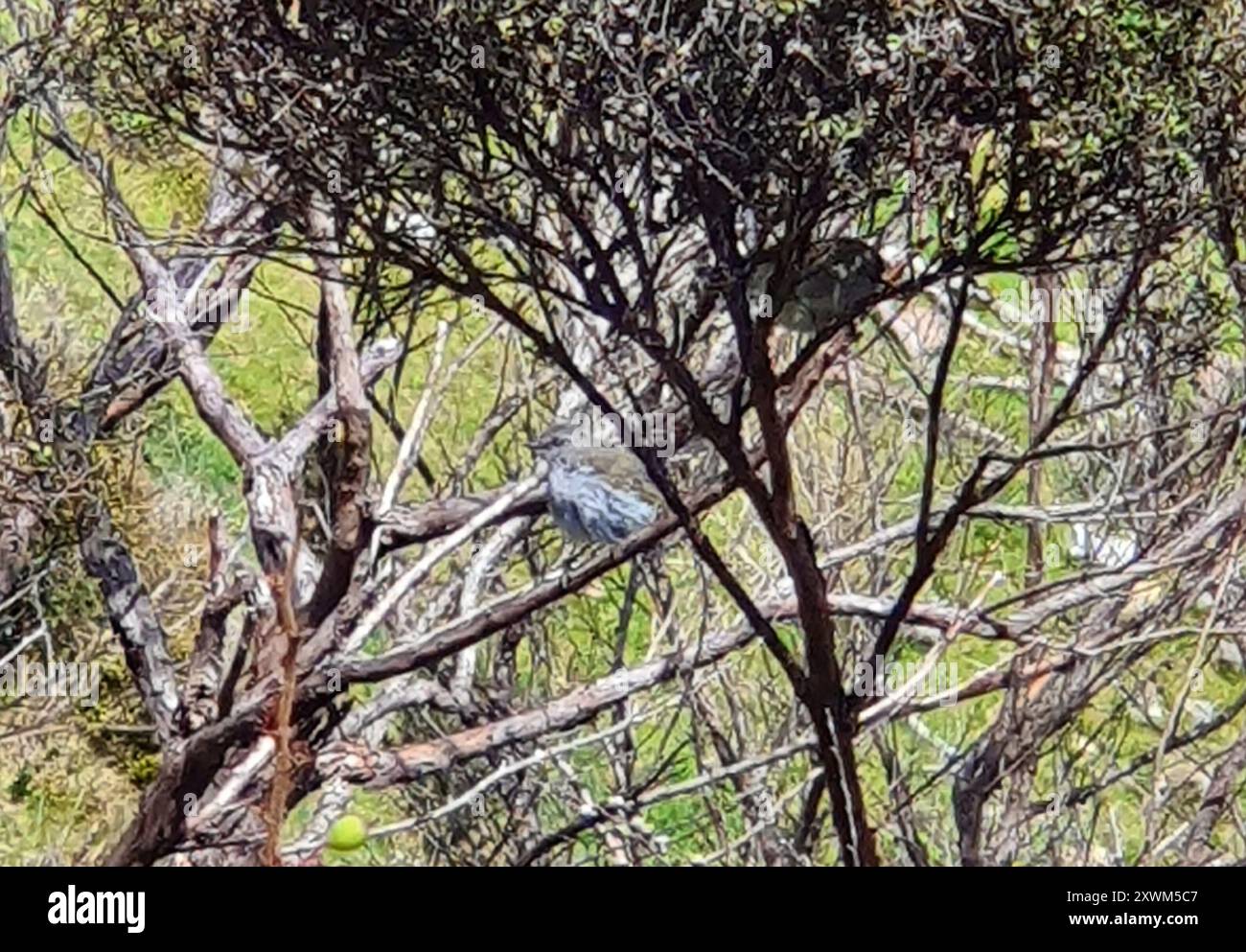 Igata gerygone hi-res stock photography and images - Alamy