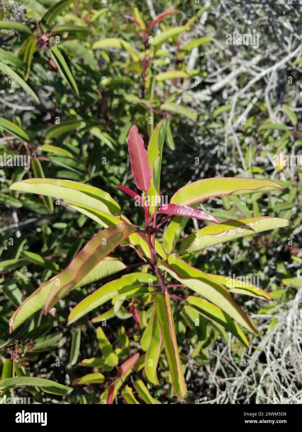 laurel sumac (Malosma laurina) Plantae Stock Photo - Alamy