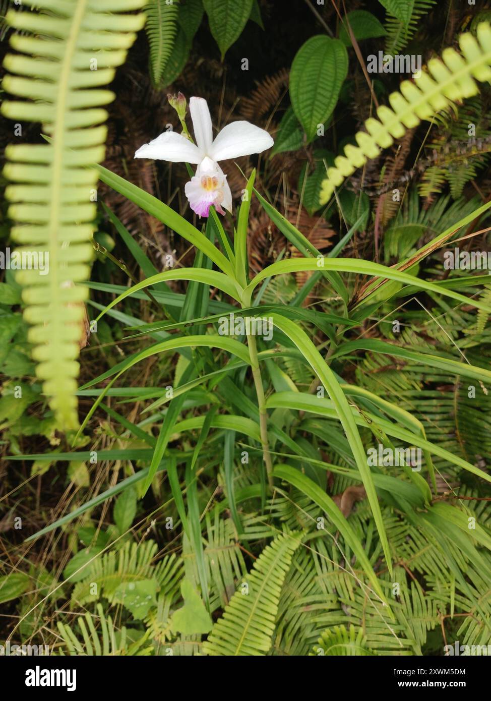 Bamboo Orchid (Arundina graminifolia) Plantae Stock Photo - Alamy