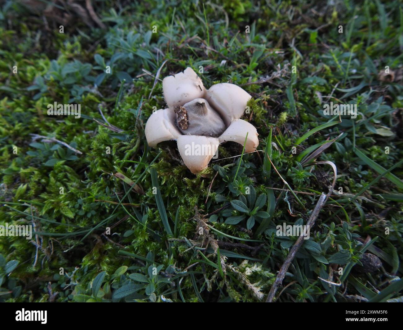 Rounded earthstar hi-res stock photography and images - Alamy