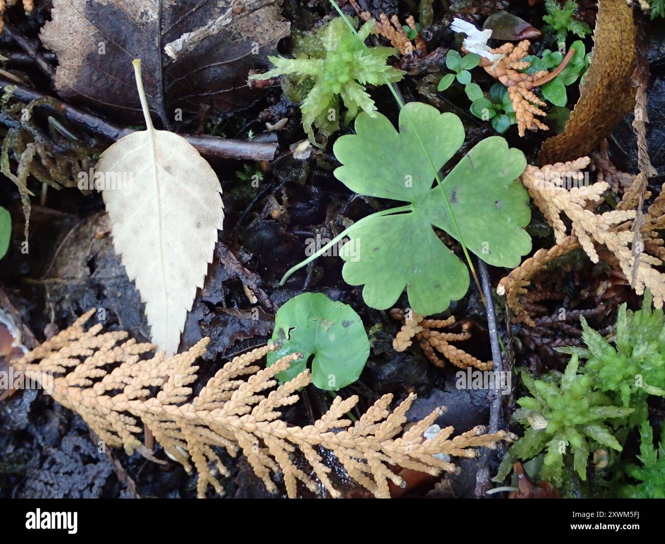 Lapland Buttercup (Ranunculus lapponicus) Plantae Stock Photo - Alamy
