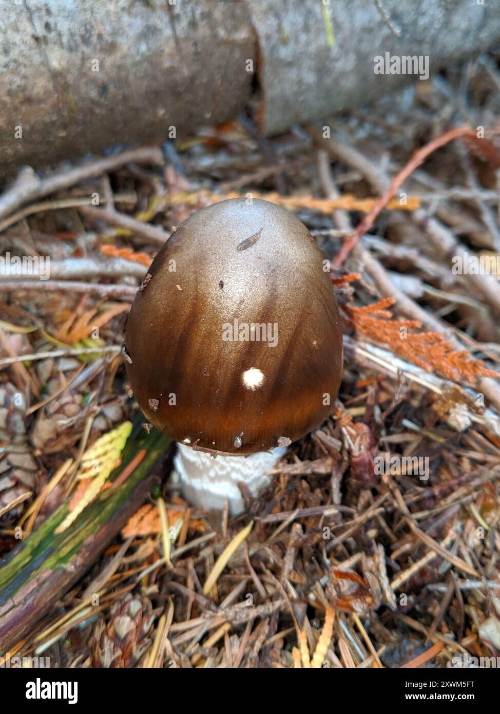 Western Grisette (Amanita pachycolea) Fungi Stock Photo - Alamy