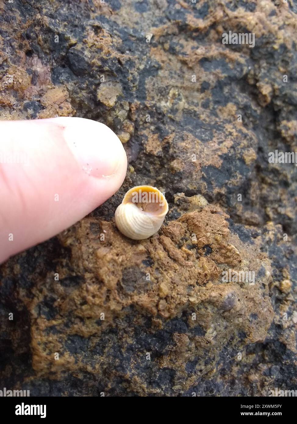 Rough Periwinkle (Littorina saxatilis) Mollusca Stock Photo - Alamy