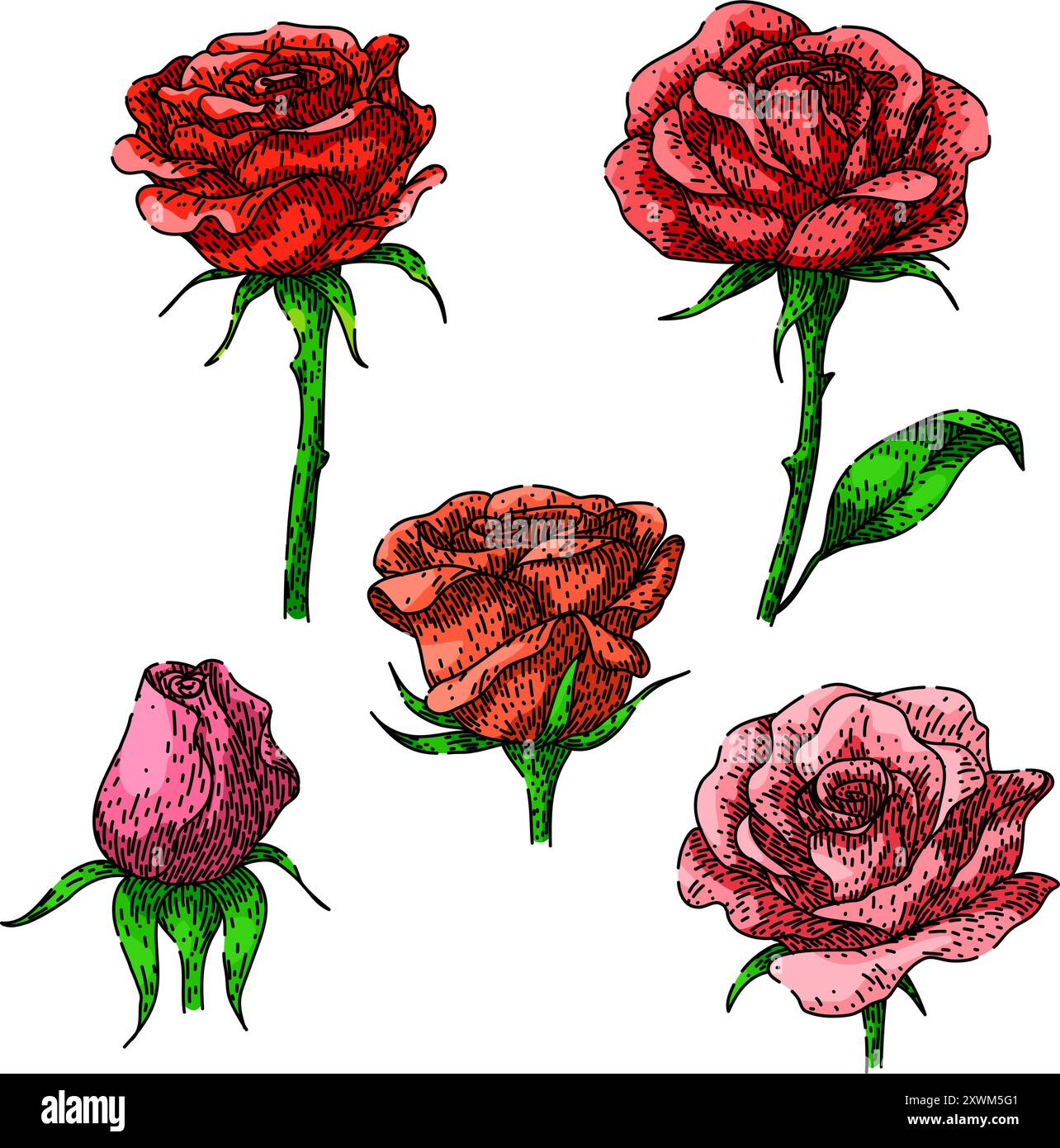 Climbing rose flower Stock Vector Images - Alamy