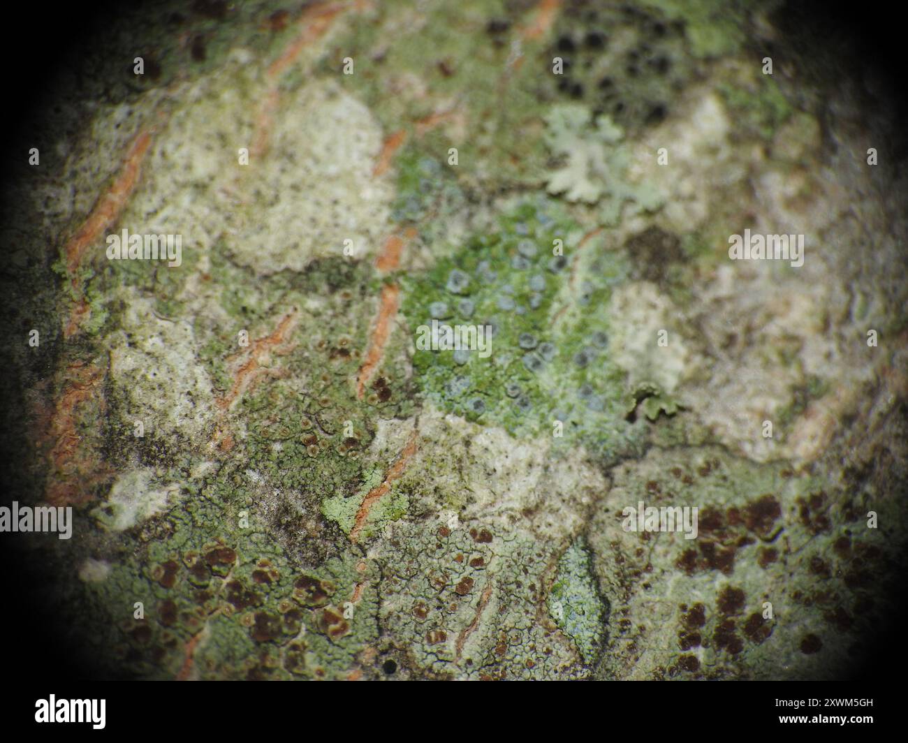 Frosted Comma Lichen (Chrysothrix caesia) Fungi Stock Photo - Alamy