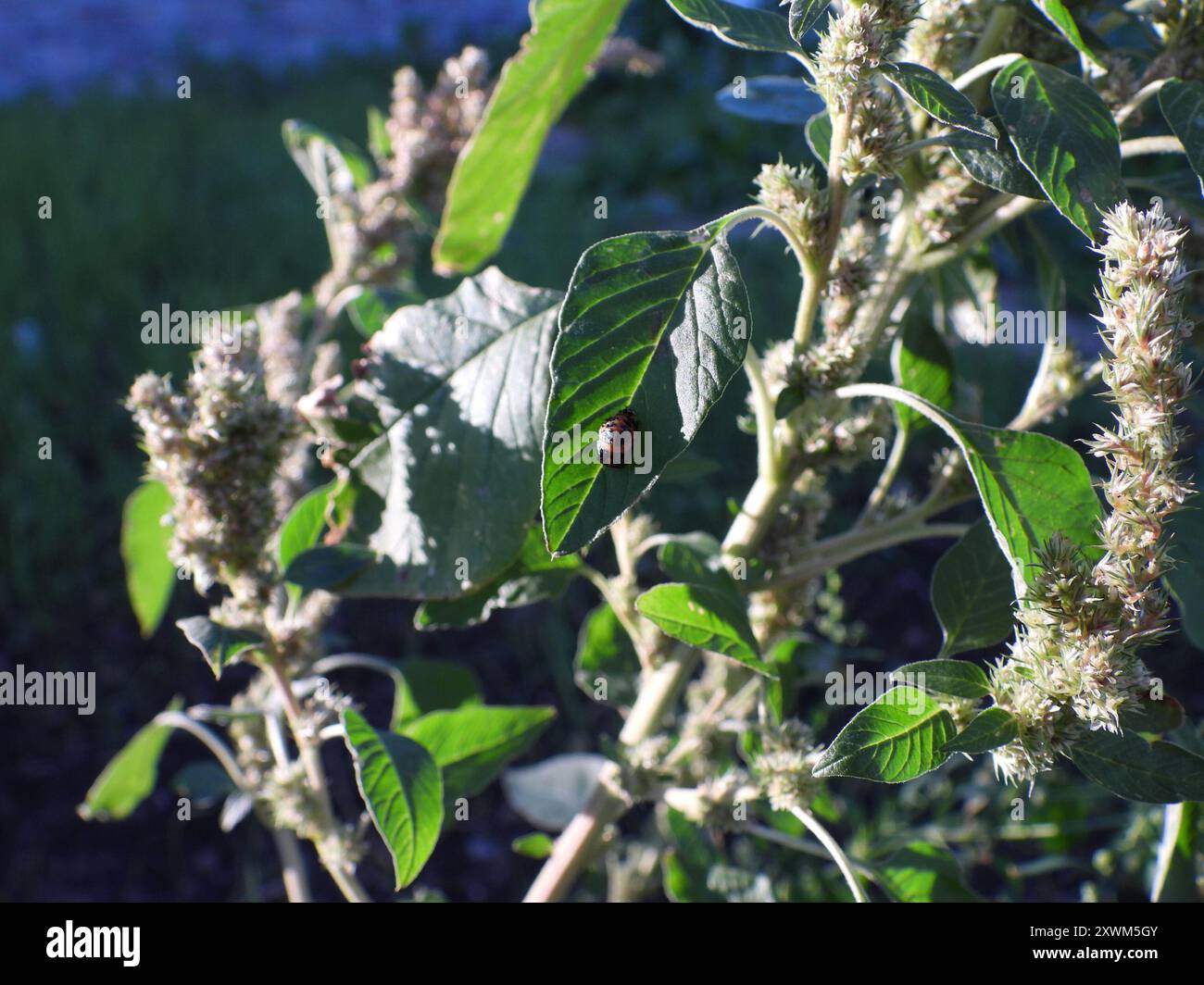 Redroot Amaranth (Amaranthus retroflexus) Plantae Stock Photo - Alamy