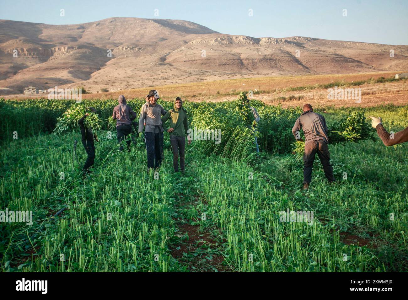 Palestinians pick the fruits of the Molokhia plant in the town of ...
