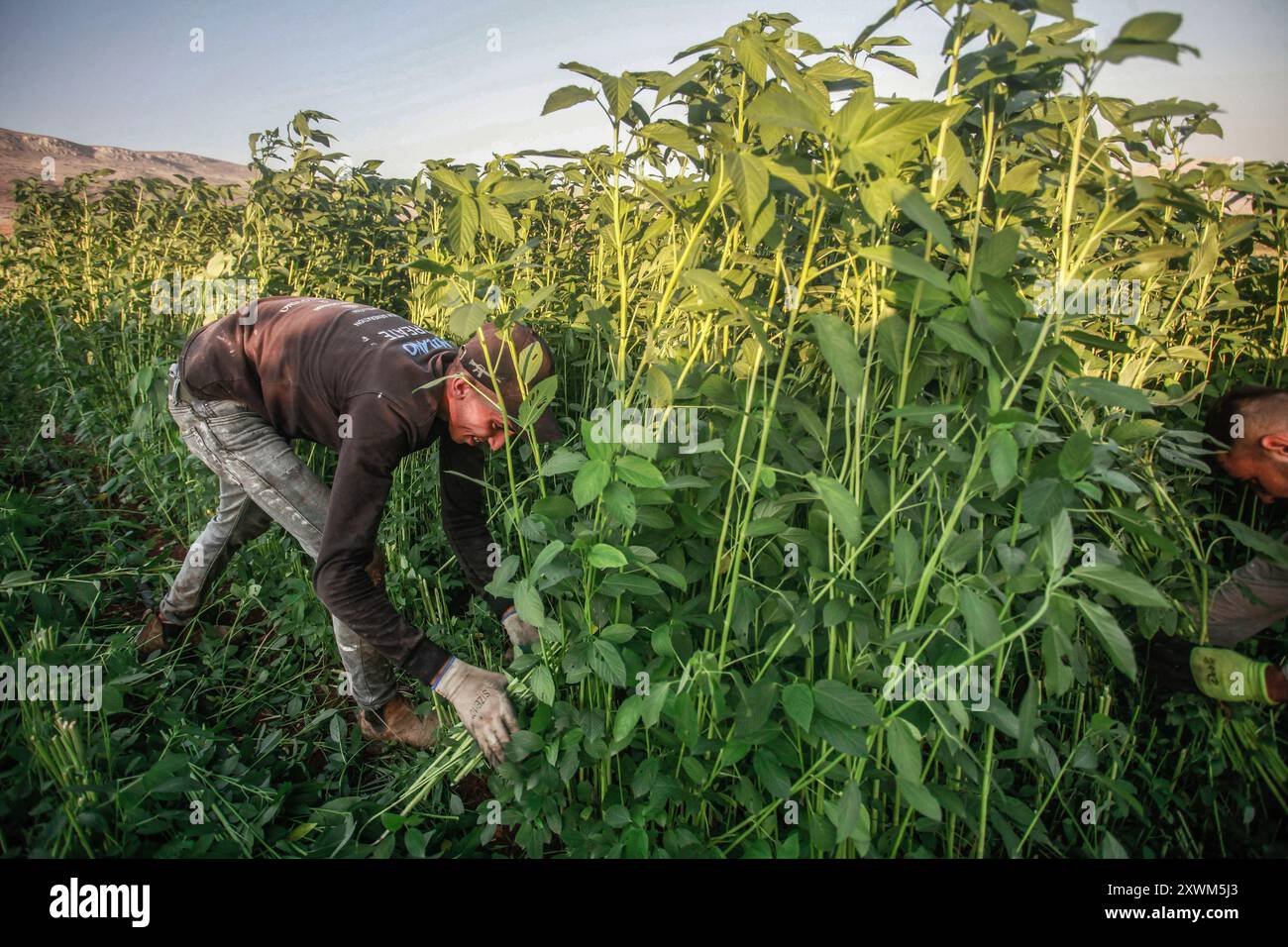 Palestinian picks the fruits of the Molokhia plant in the town of ...