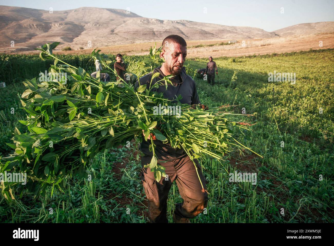 Palestinian carries the fruits of the Molokhia plant after harvesting ...