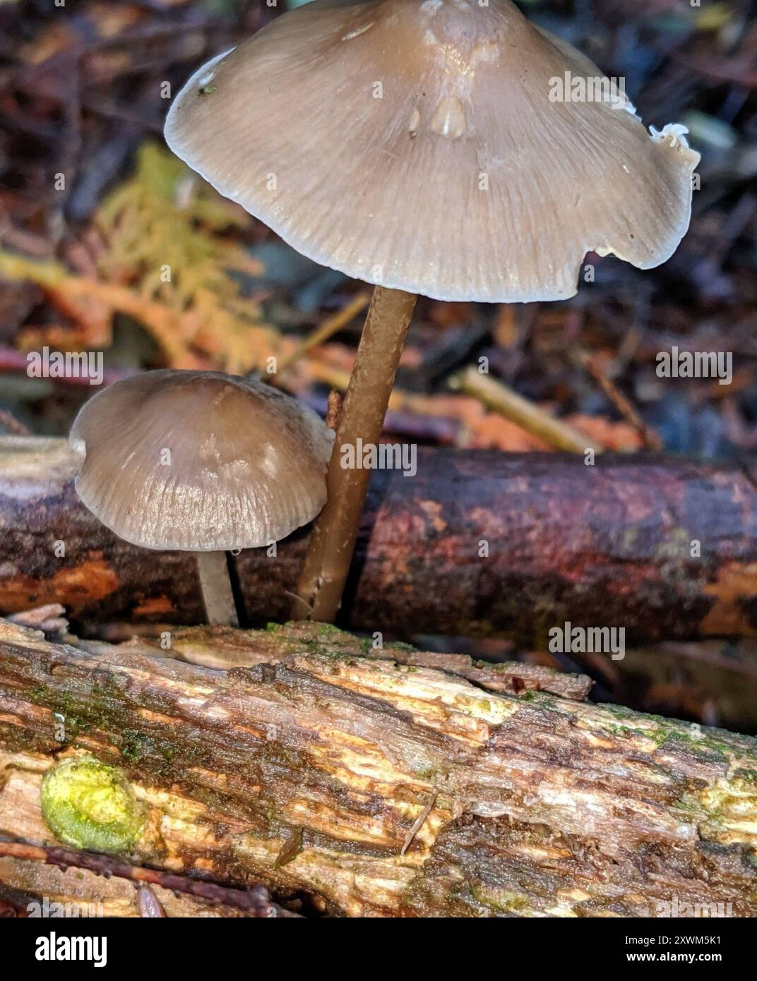 common bonnet (Mycena galericulata) Fungi Stock Photo - Alamy