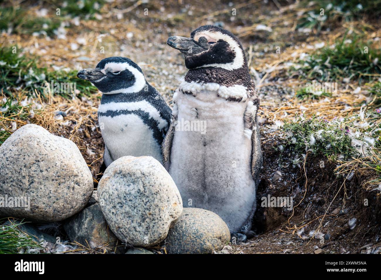 The Magellanic penguins in the Natural Sanctuary on the Magdalena ...
