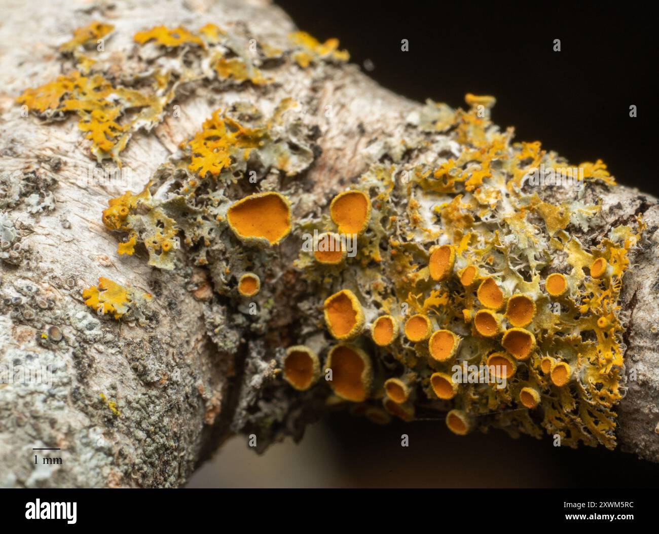 common lichens (Lecanoromycetes) Fungi Stock Photo - Alamy