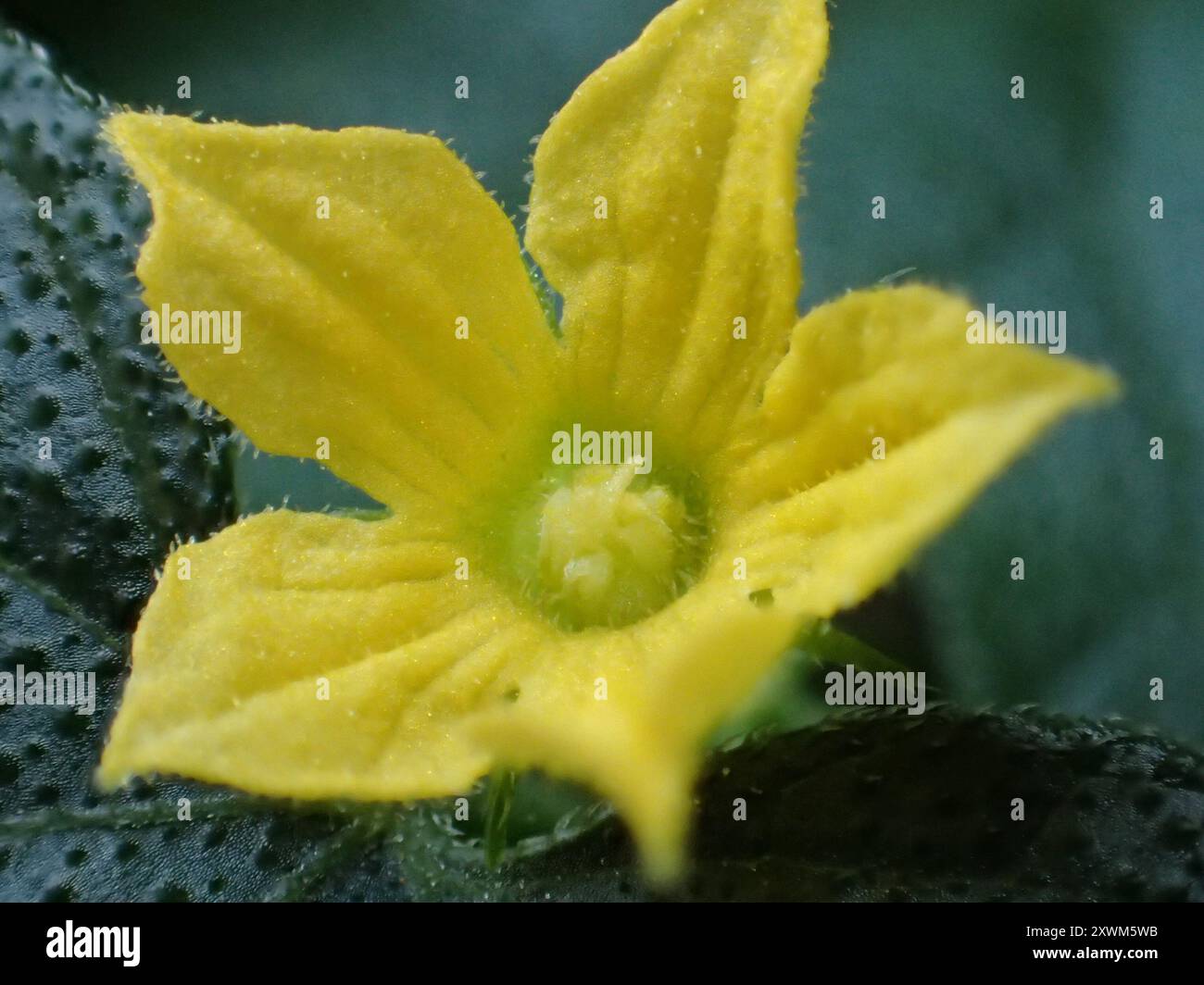 Madras Pea Pumpkin (Cucumis maderaspatanus) Plantae Stock Photo - Alamy