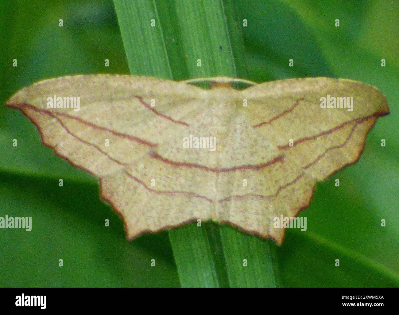 Cross-lined Wave (Timandra amaturaria) Insecta Stock Photo - Alamy