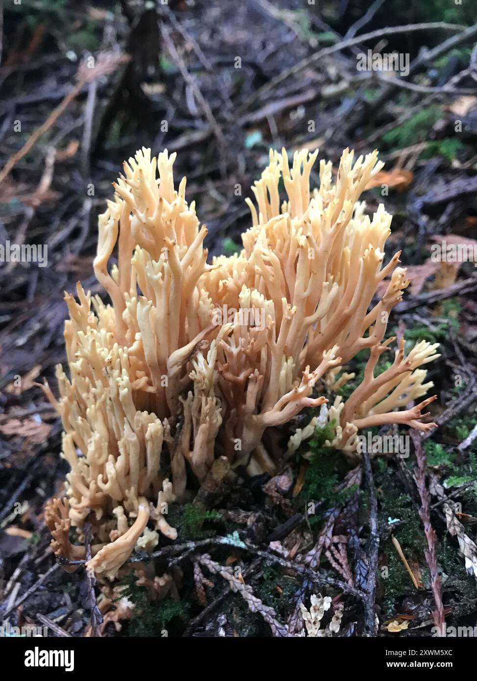 Coral Fungi (Ramaria) Fungi Stock Photo - Alamy