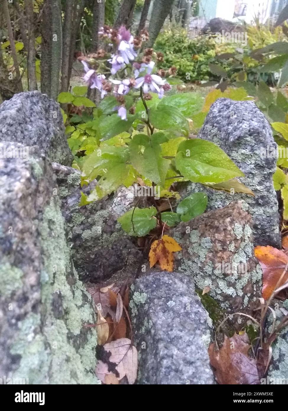 Common Blue Wood Aster (Symphyotrichum cordifolium) Plantae Stock Photo ...