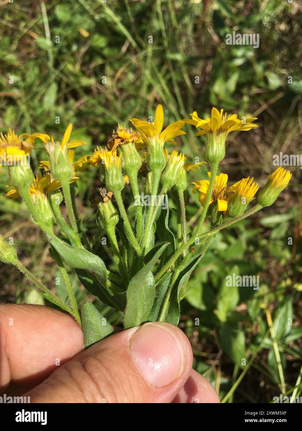 Maryland golden-aster (Chrysopsis mariana) Plantae Stock Photo - Alamy