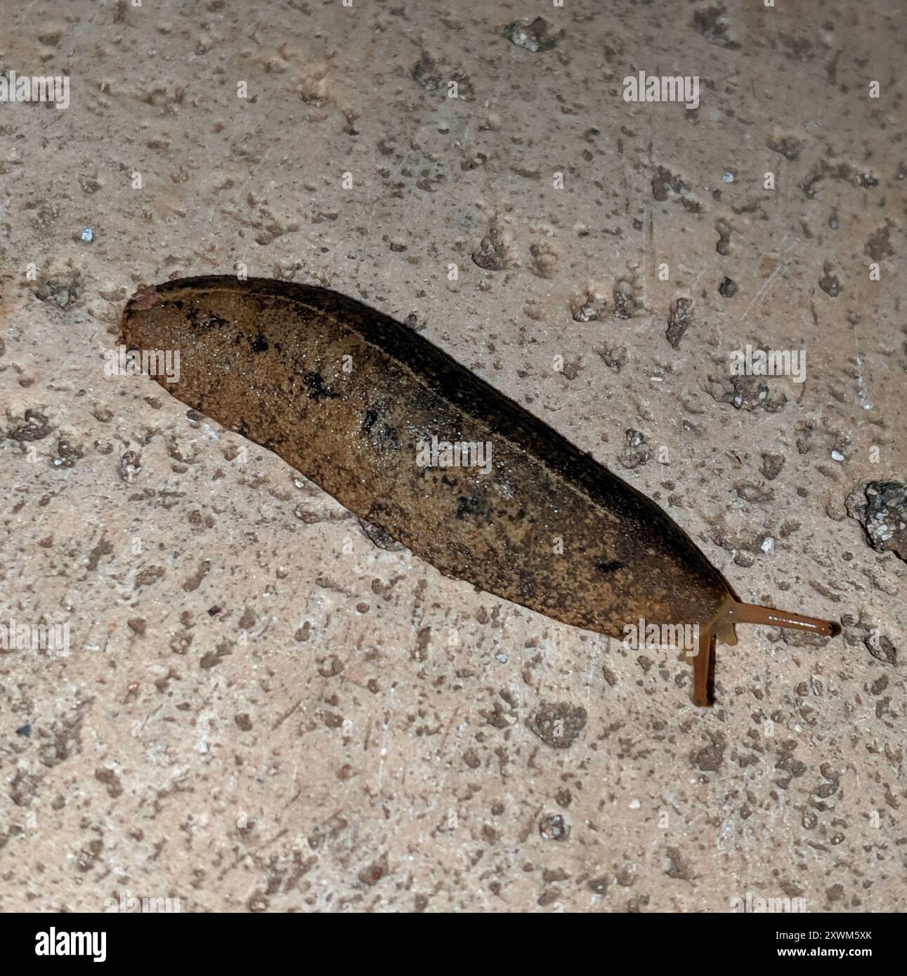 Cuban Leaf Slug (Veronicella cubensis) Mollusca Stock Photo - Alamy