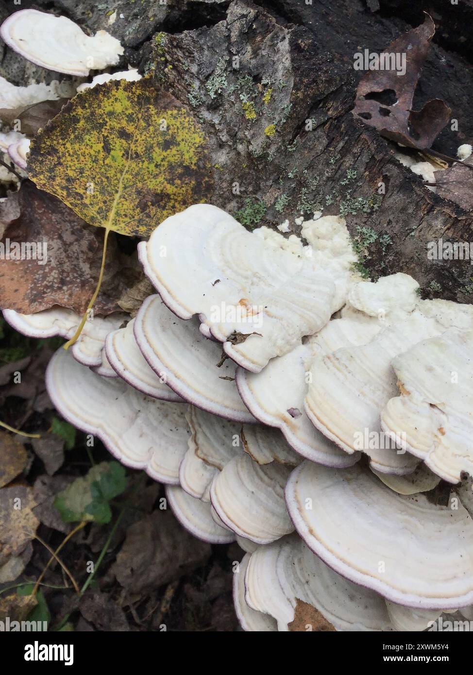 (Trichaptum subchartaceum) Fungi Stock Photo - Alamy