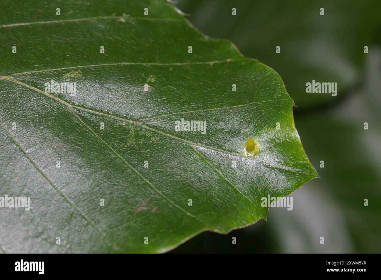Hairy beech gall hi-res stock photography and images - Alamy