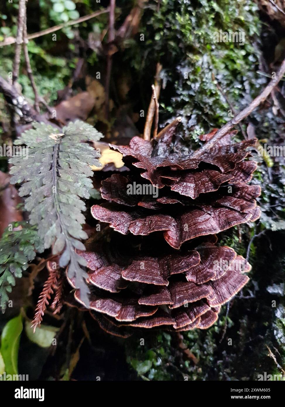 (Hymenochaete microcycla) Fungi Stock Photo - Alamy