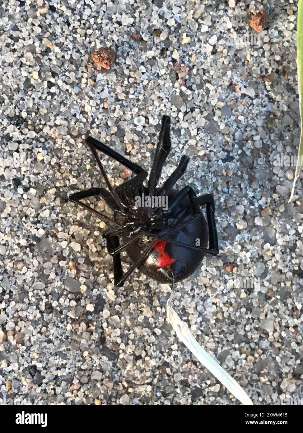 Southern Black Widow (Latrodectus mactans) Arachnida Stock Photo - Alamy