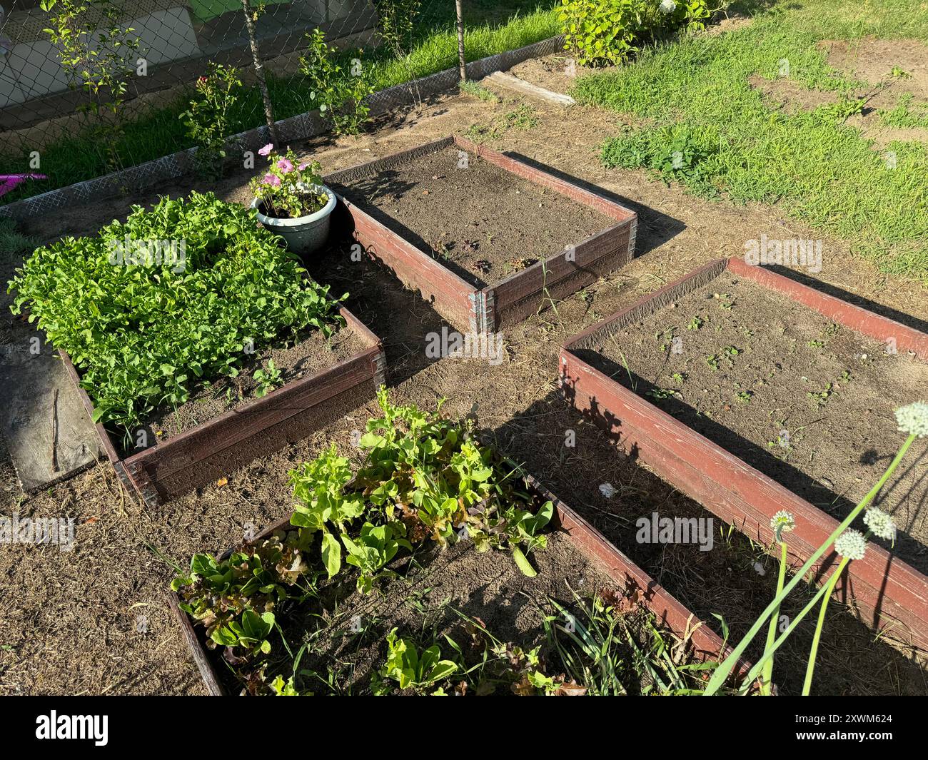 Plants growing in wooden boxes hi-res stock photography and images - Alamy