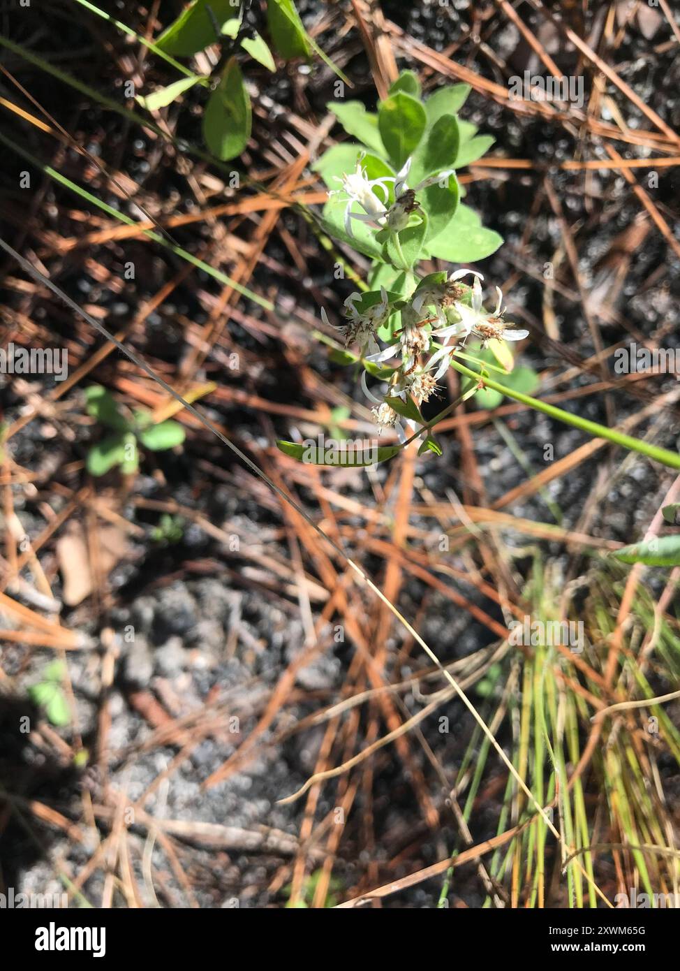 Sericocarpus hi-res stock photography and images - Alamy