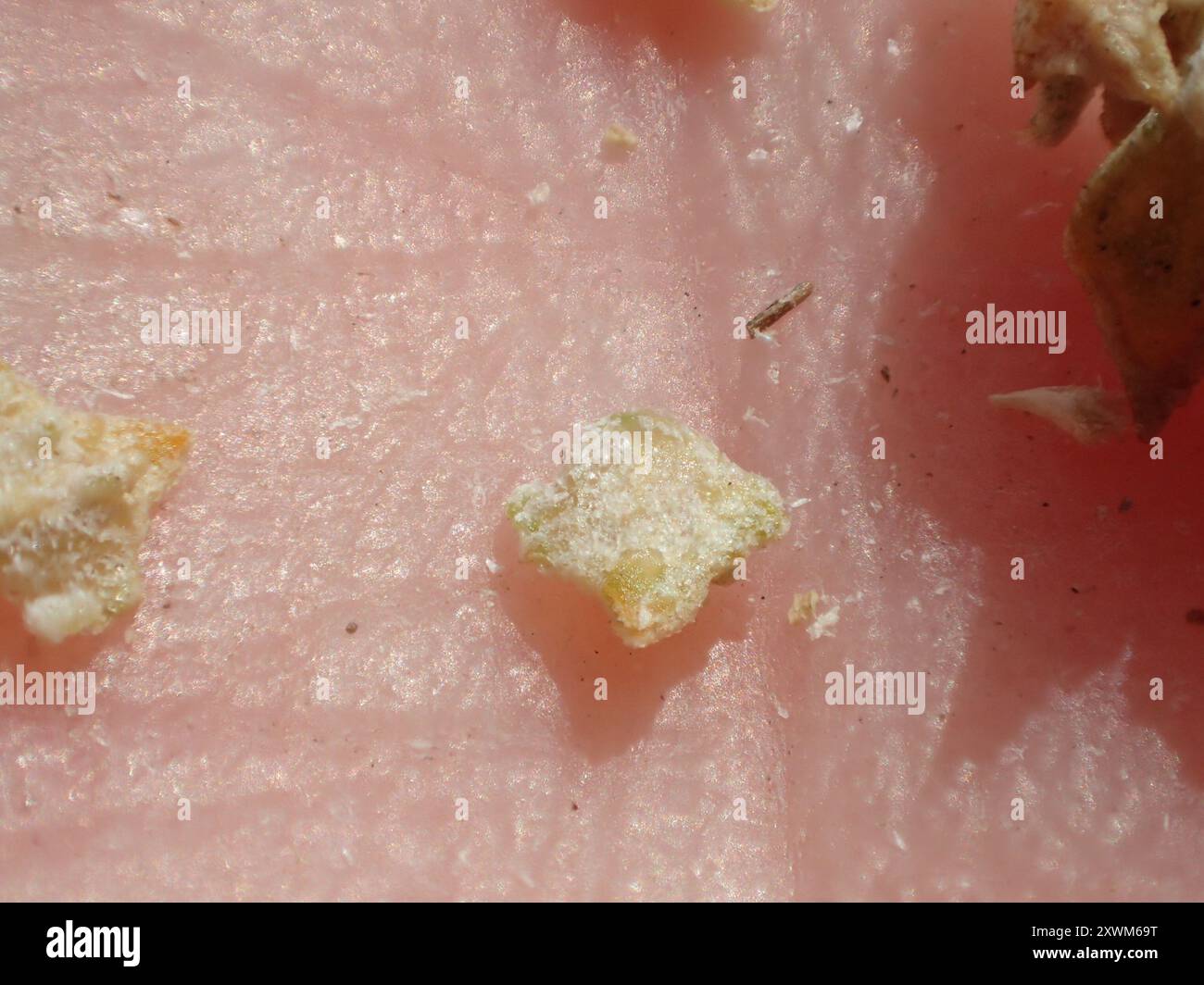 brittlescale (Atriplex depressa) Plantae Stock Photo - Alamy