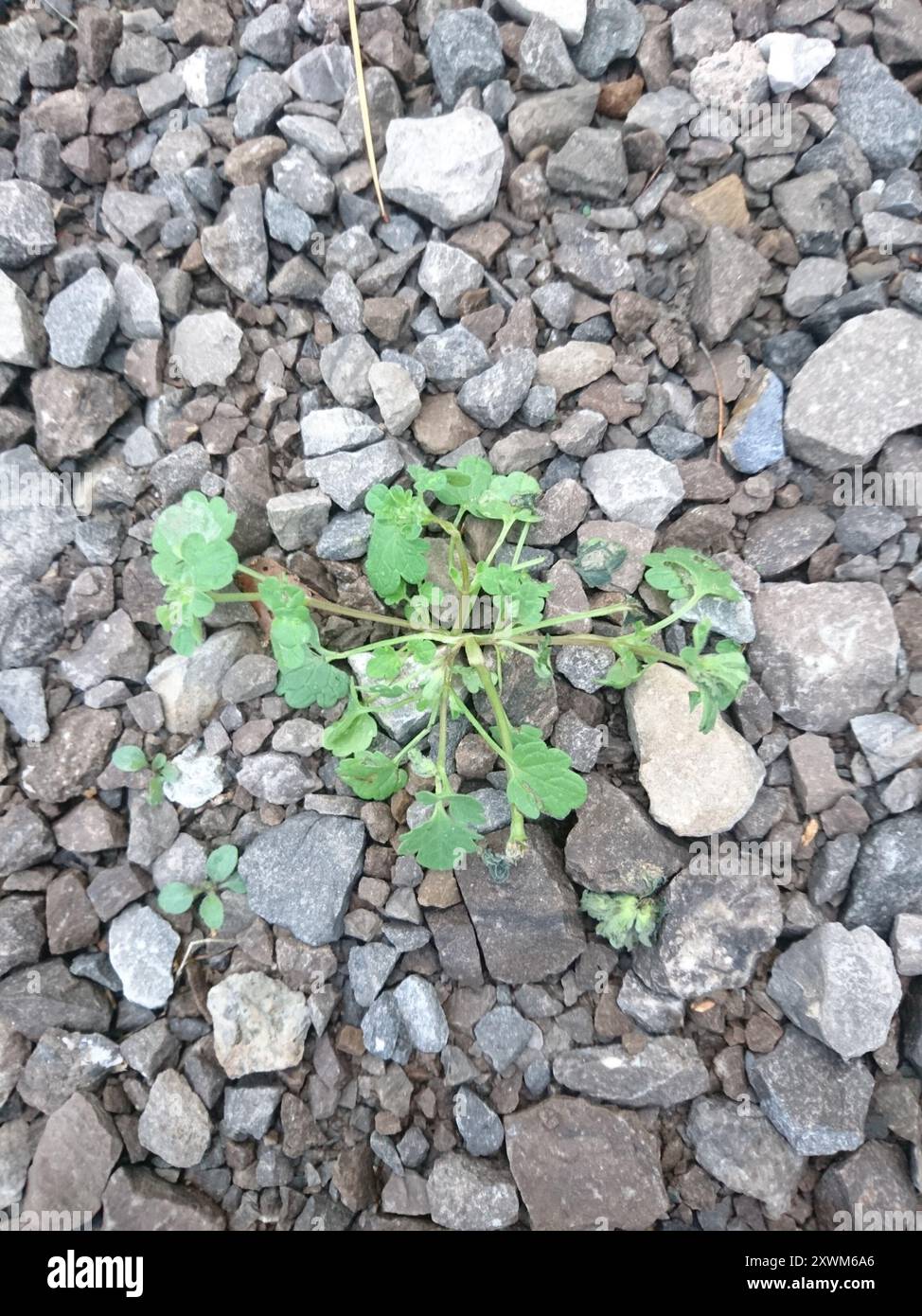 plants (Plantae) Plantae Stock Photo - Alamy