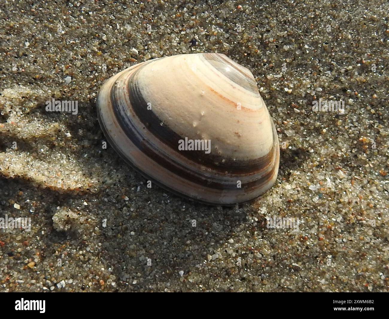 Elliptical Trough Shell (Spisula elliptica) Mollusca Stock Photo - Alamy