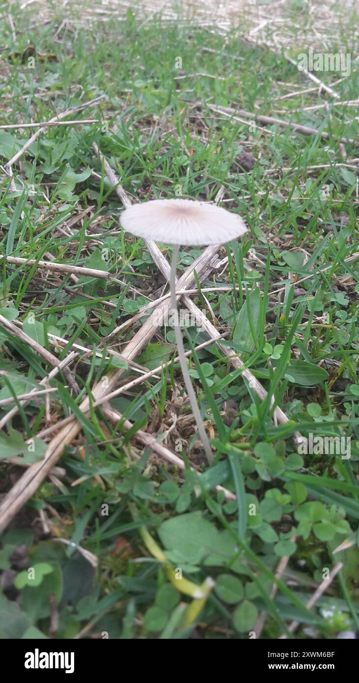 pleated inkcap (Parasola plicatilis) Fungi Stock Photo - Alamy