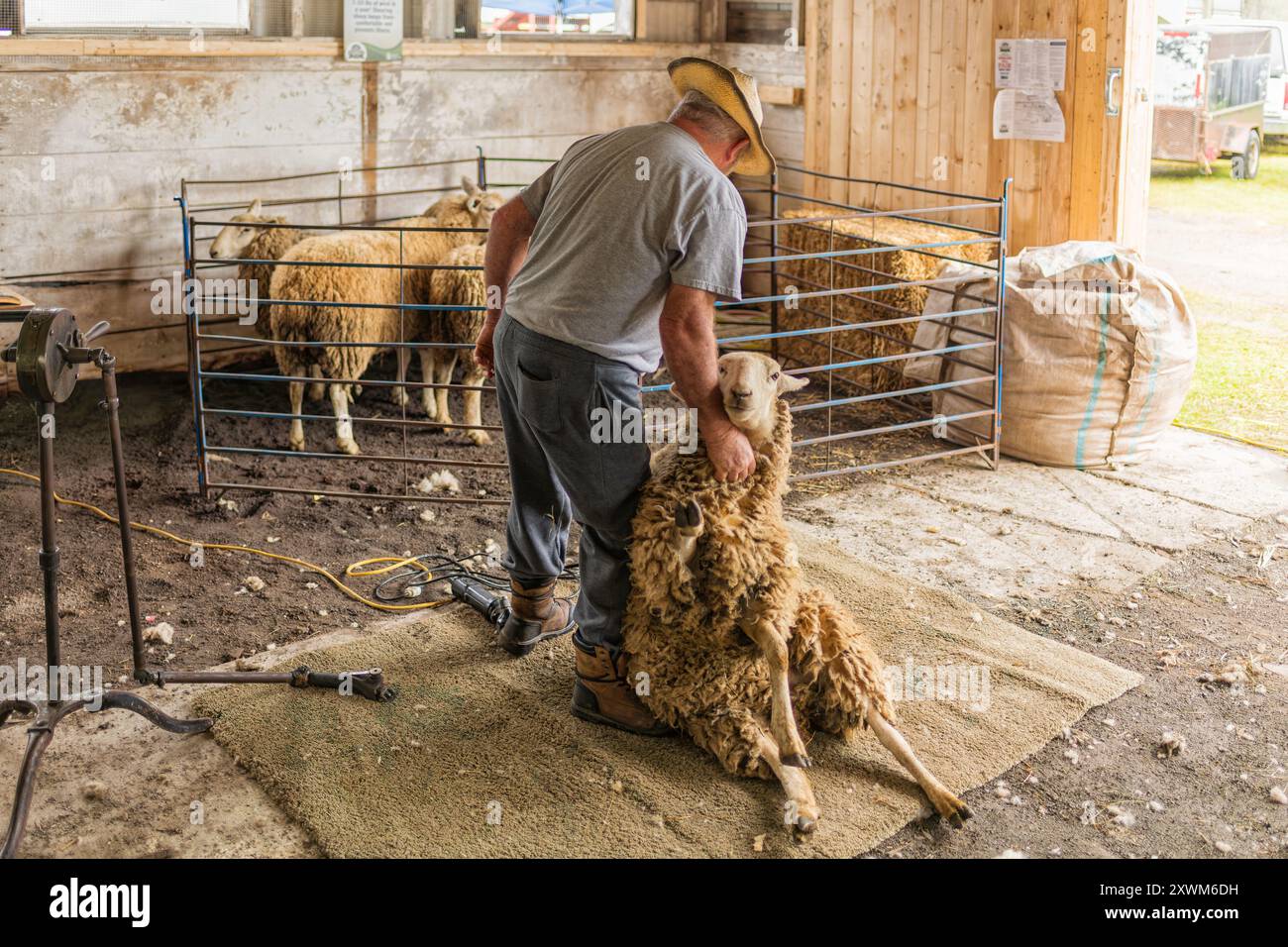 Sheep Shearer at Vankleek Hill Fair Stock Photo - Alamy