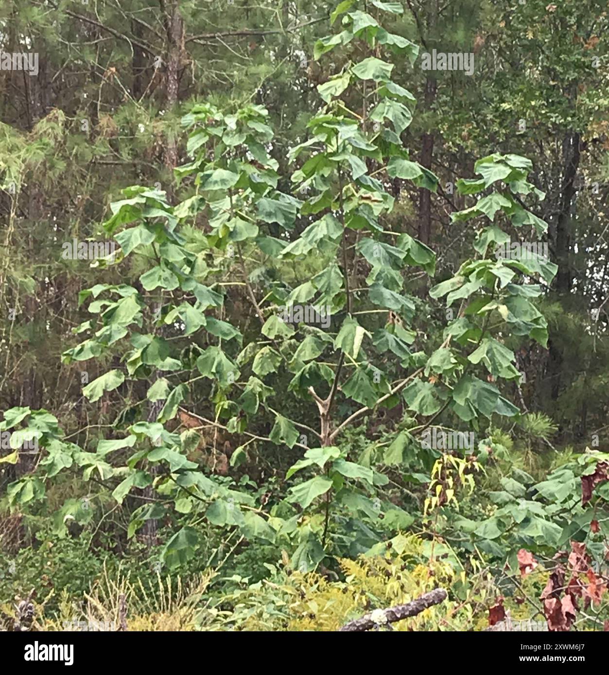 princess tree (Paulownia tomentosa) Plantae Stock Photo - Alamy