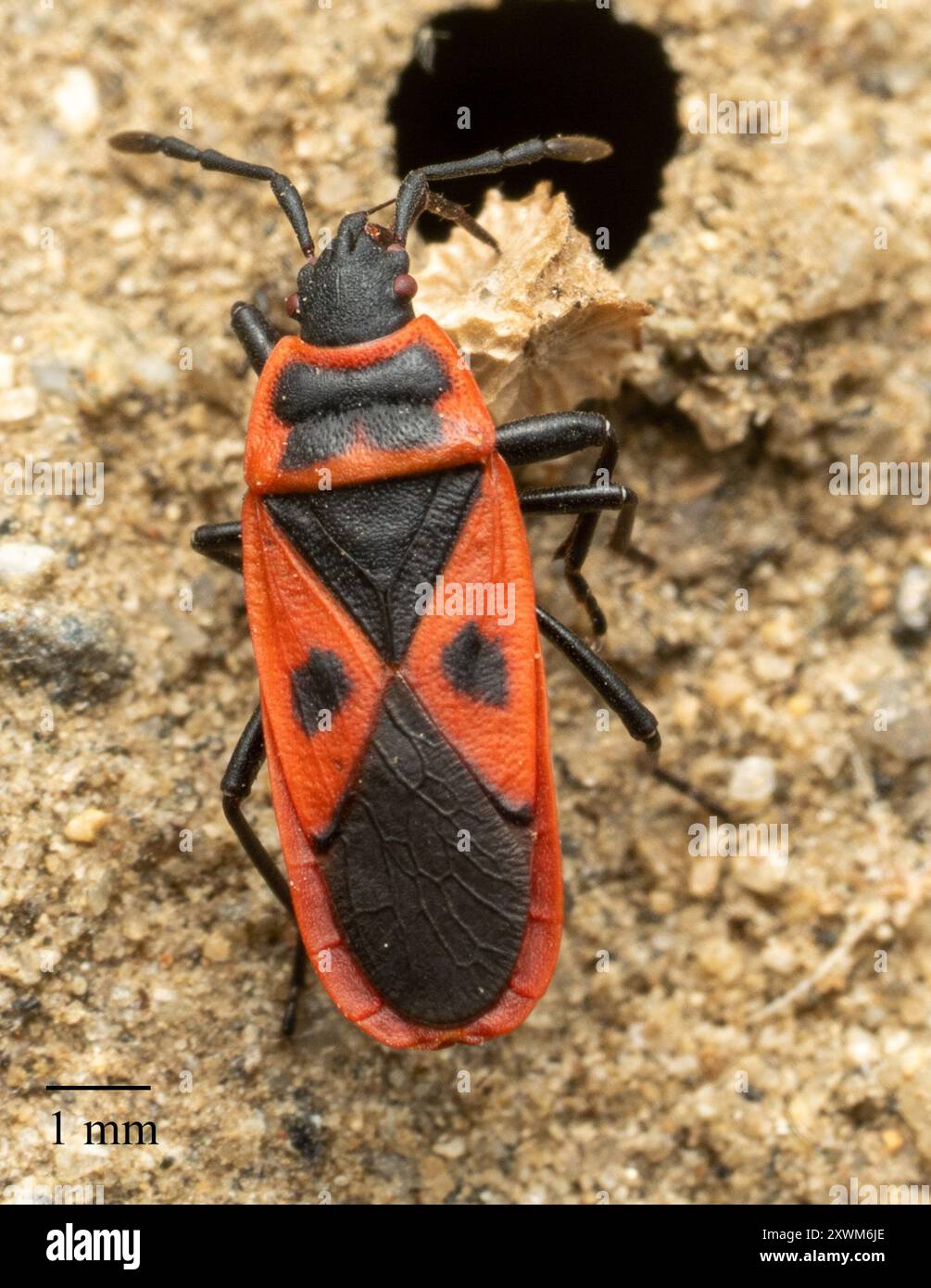 Mediterranean red bug (Scantius aegyptius) Insecta Stock Photo - Alamy