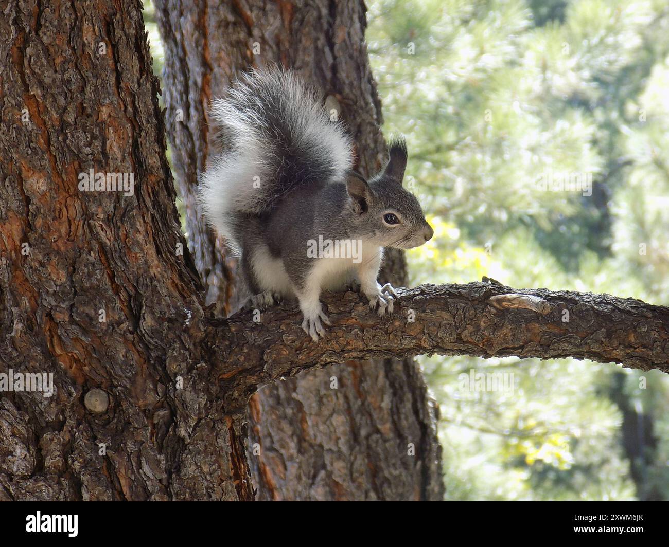 Sciurus aberti aberti hi-res stock photography and images - Alamy