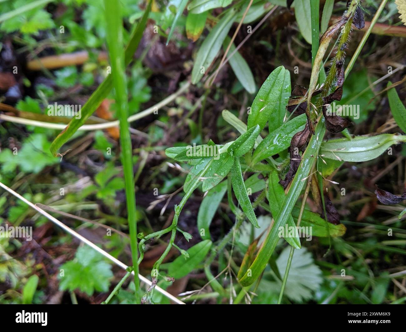 water forget-me-not (Myosotis scorpioides) Plantae Stock Photo - Alamy