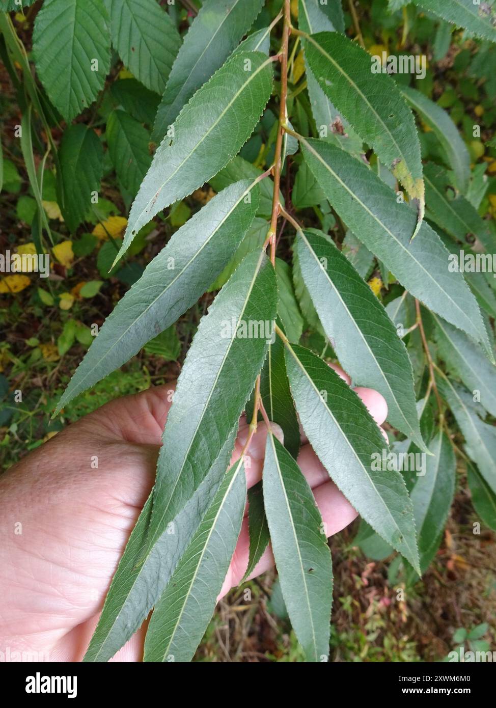 hybrid crack willow (Salix × fragilis) Plantae Stock Photo - Alamy